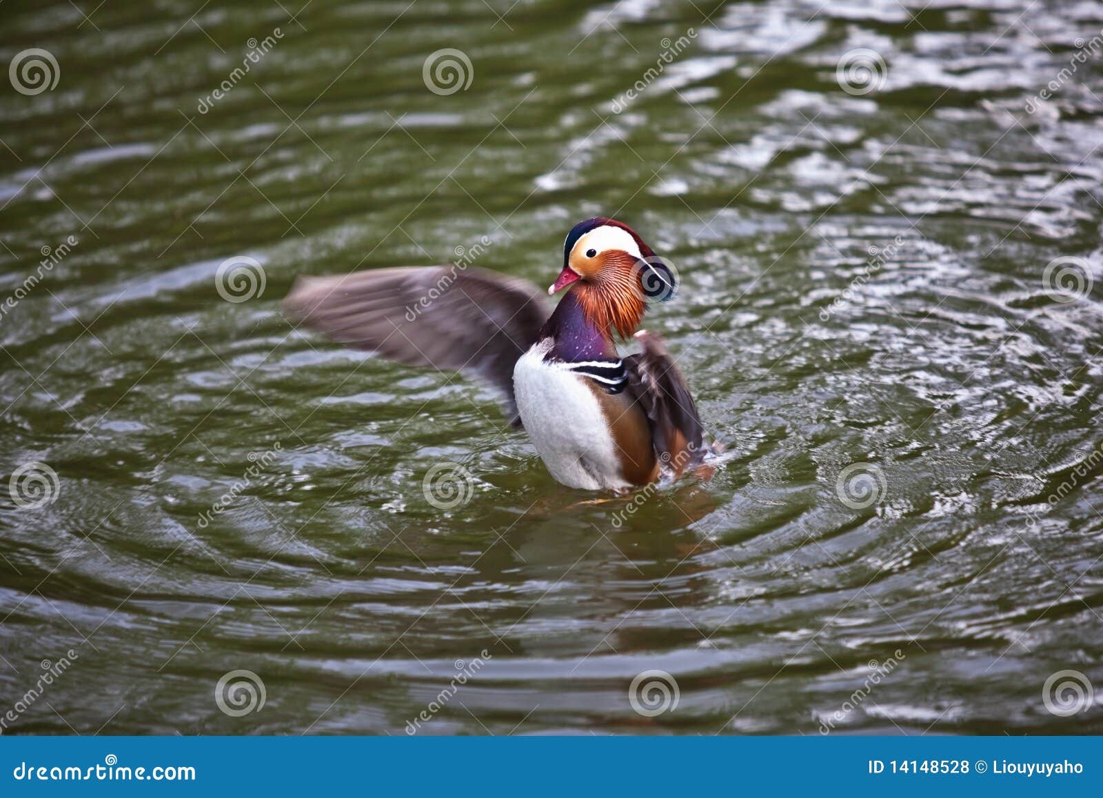 Mandarin eend stock foto. Image of lente, watervogels - 14148528