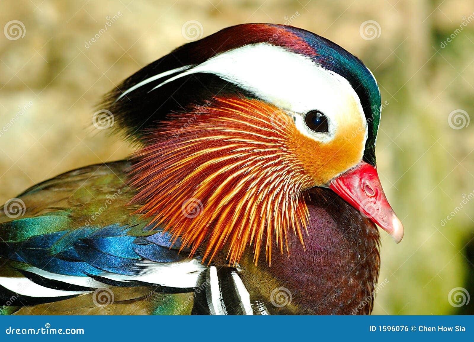 Mandarin Eend stock foto. Image of azië, geloof, portret - 1596076