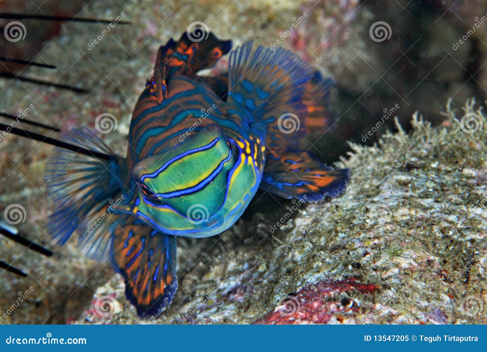 Mandarin fish stock image. Image of mandarin, wildlife - 13547205