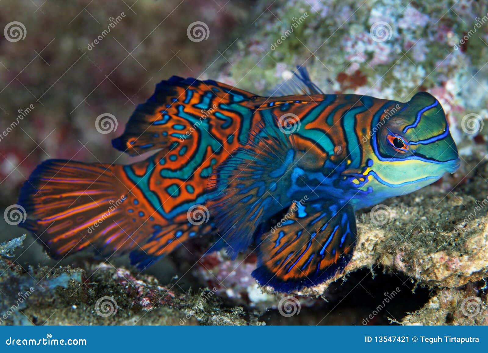 Mandarin fish stock image. Image of underwater, colorful - 13547421