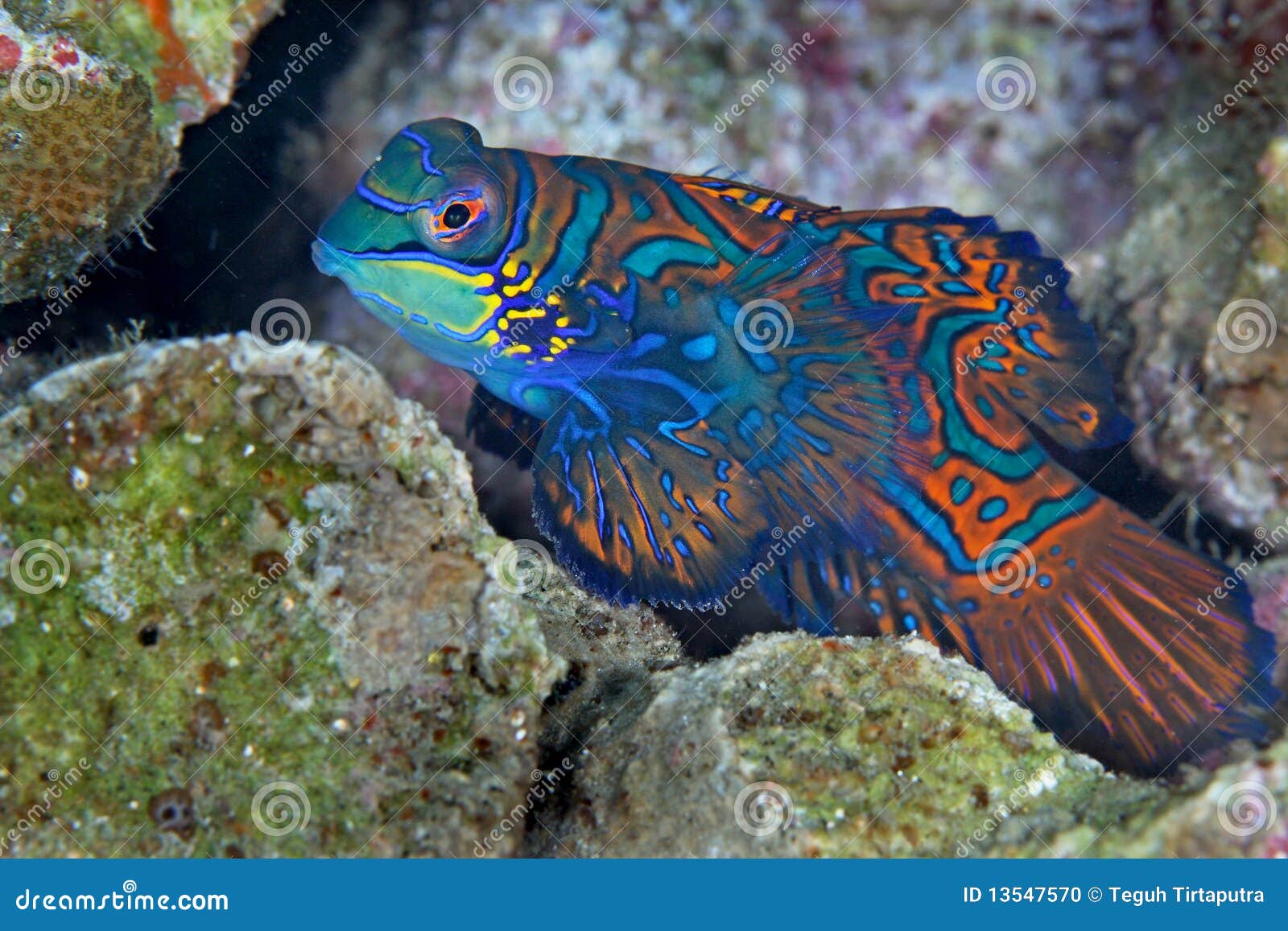 Mandarin fish stock photo. Image of animals, marine, indonesia - 13547570