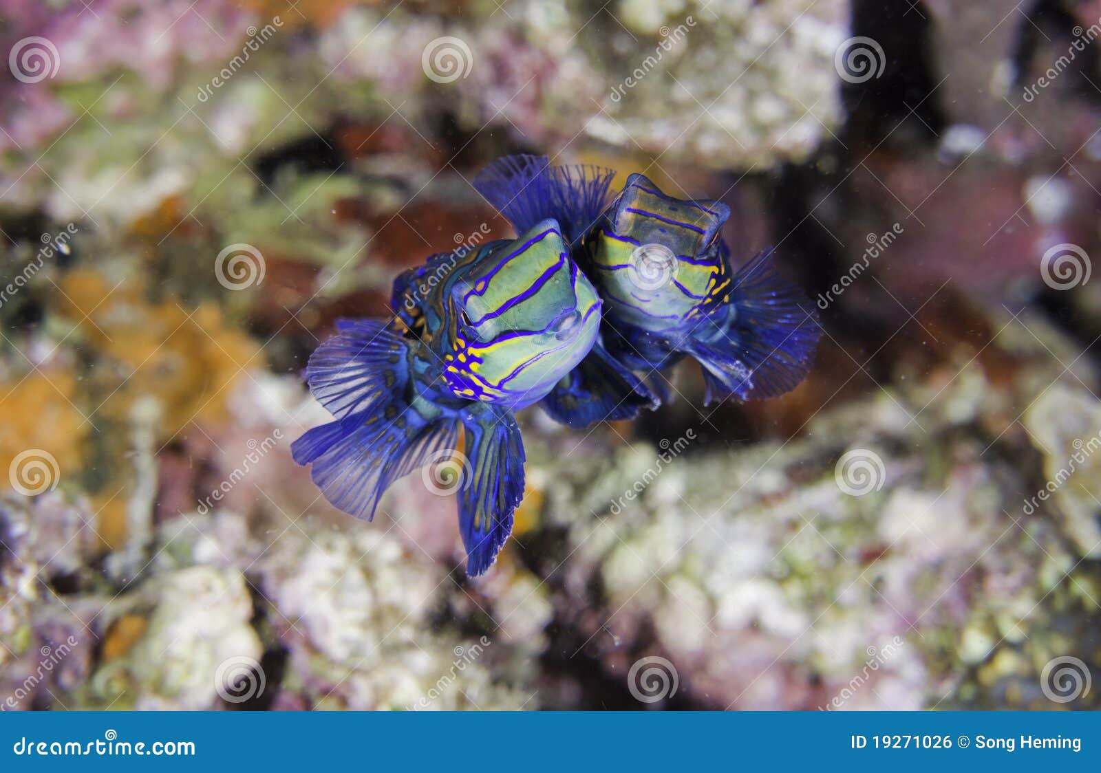 Mandarin Fish stock photo. Image of macro, pacific, tropical - 19271026