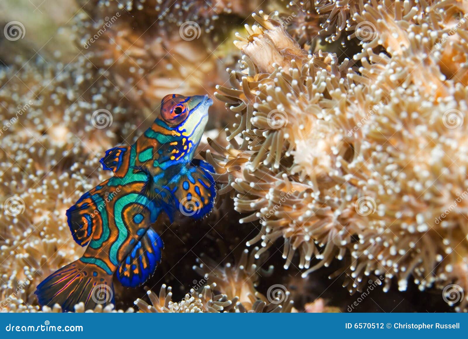 Mandarin fish stock photo. Image of manado, island, fish - 6570512