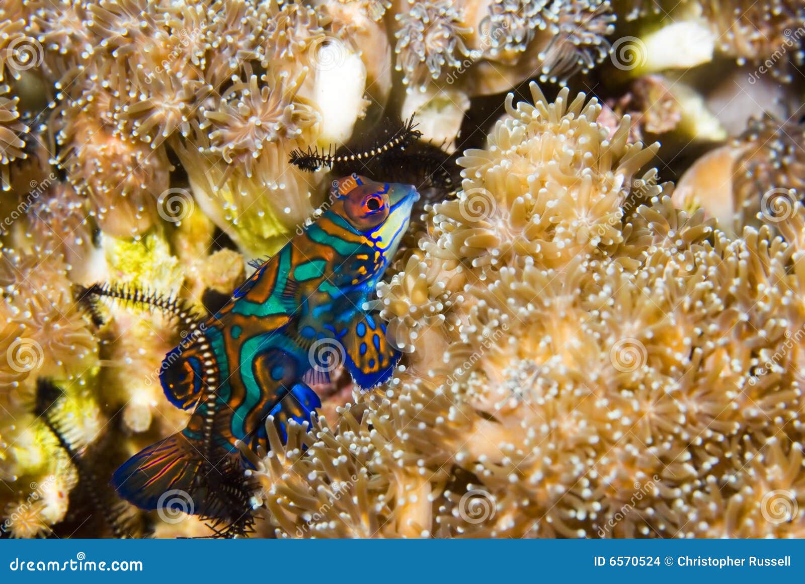 Mandarin fish in Asia stock photo. Image of sport, southeast - 6570524