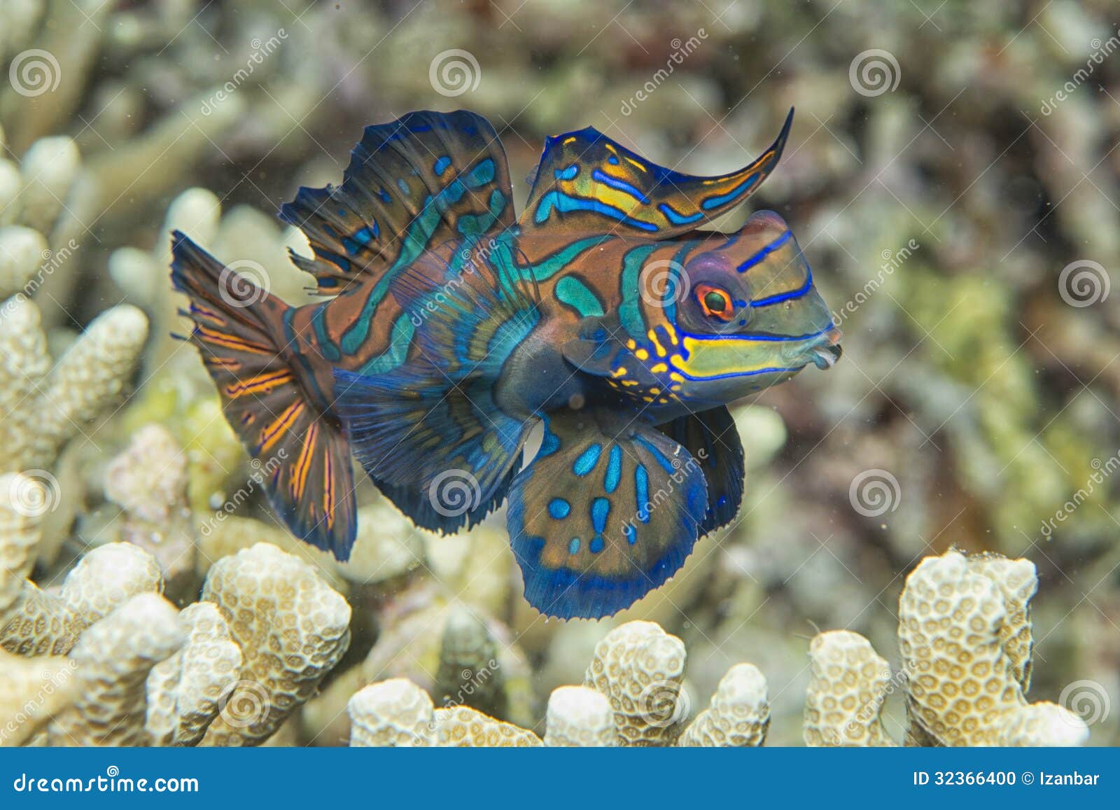 Mandarin Royalty-Free Stock Photography | CartoonDealer.com #7786271