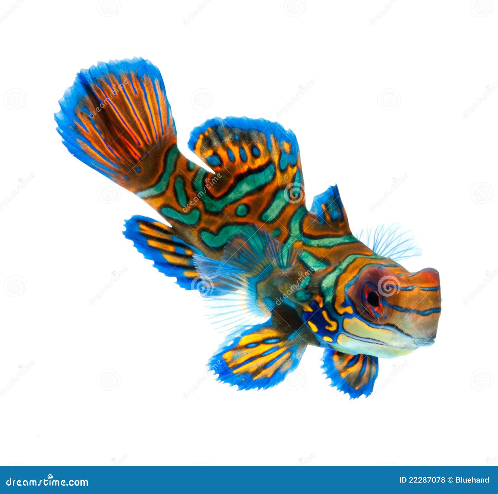 Mandarin Fish Isolated on White Background Stock Photo - Image of coral ...