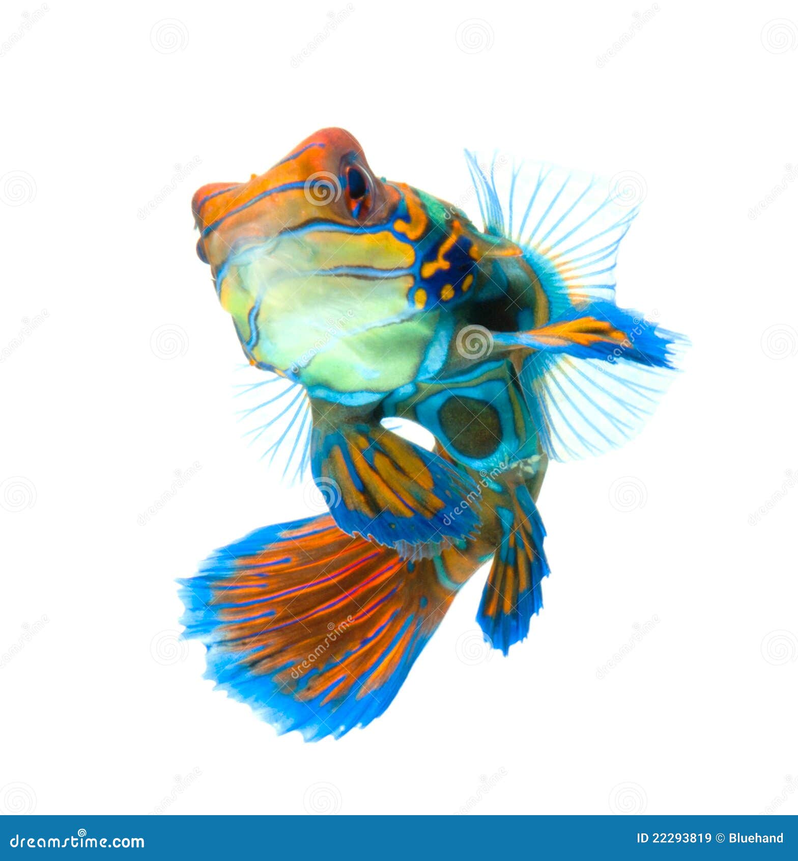 Mandarin Fish Isolated on White Background Stock Image - Image of ...