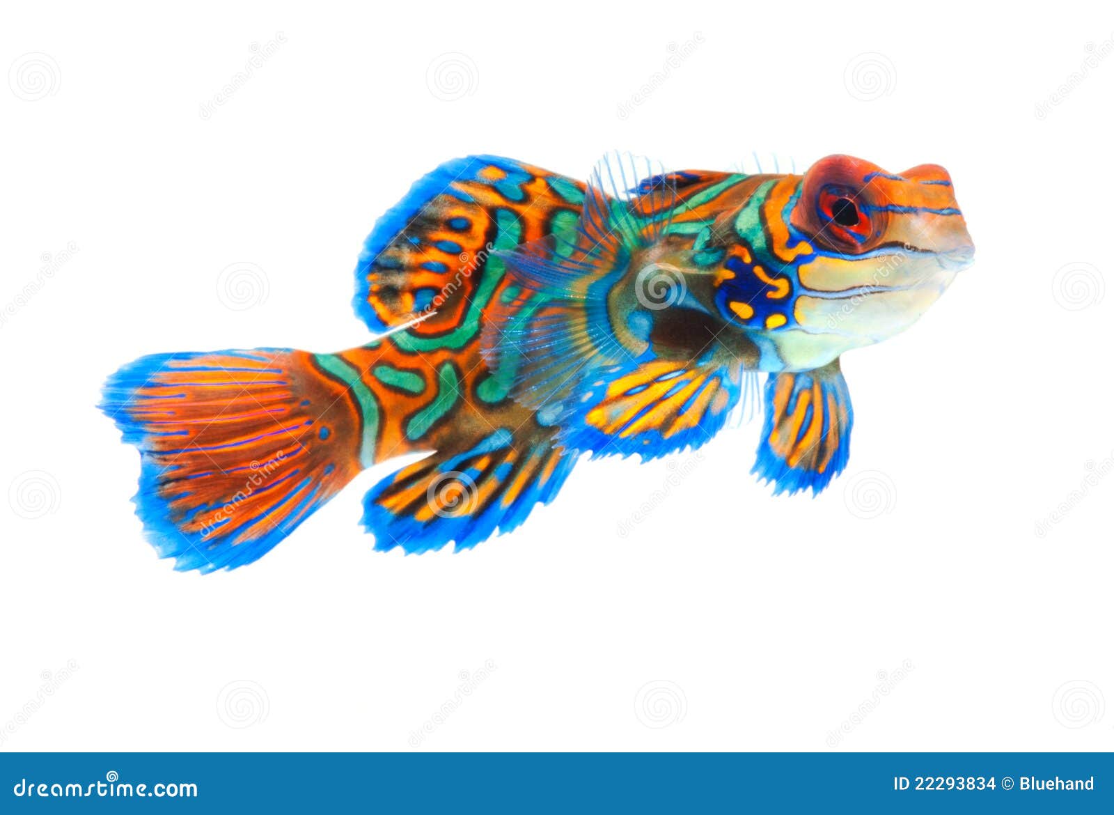 Mandarin Fish Stock Photography | CartoonDealer.com #13547306