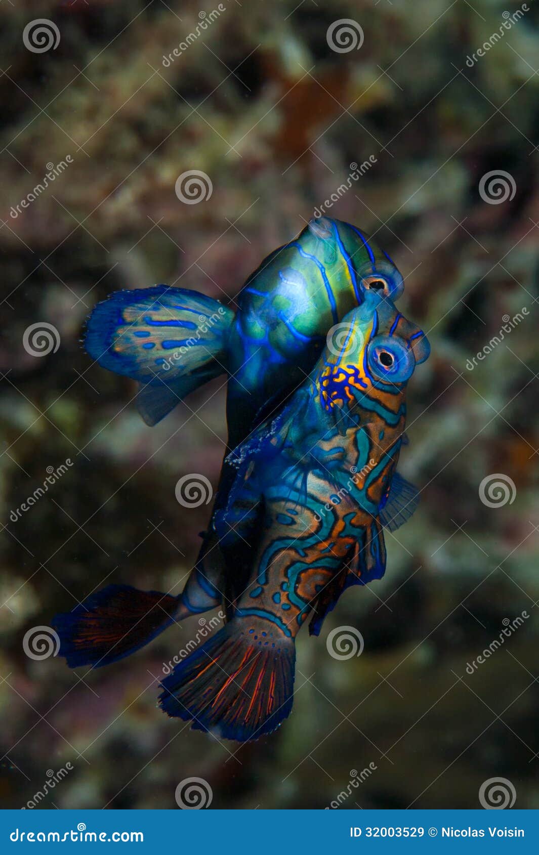 Mandarin Fish Mating