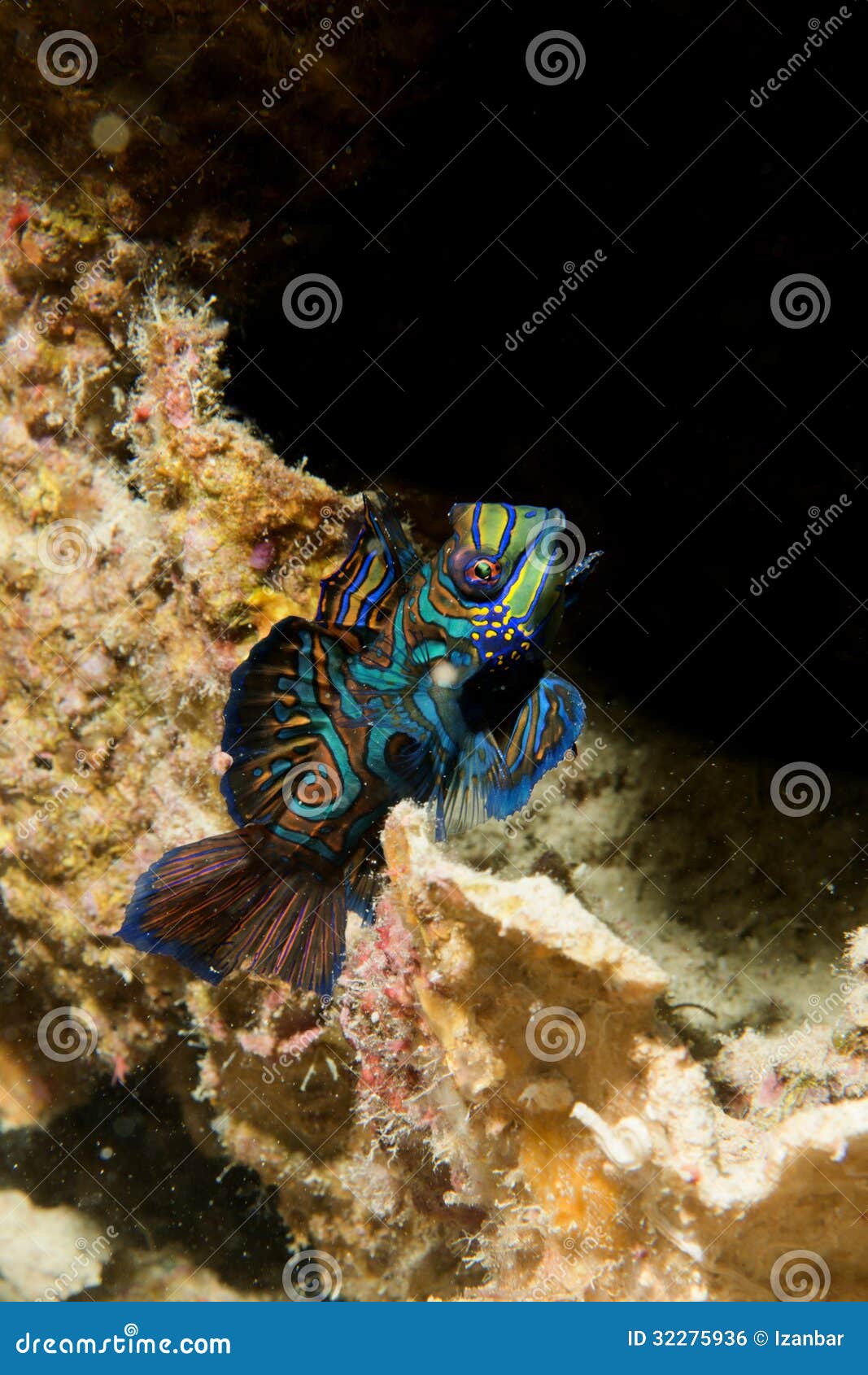 Mandarin Fish portrait stock photo. Image of borneo, close - 32275936