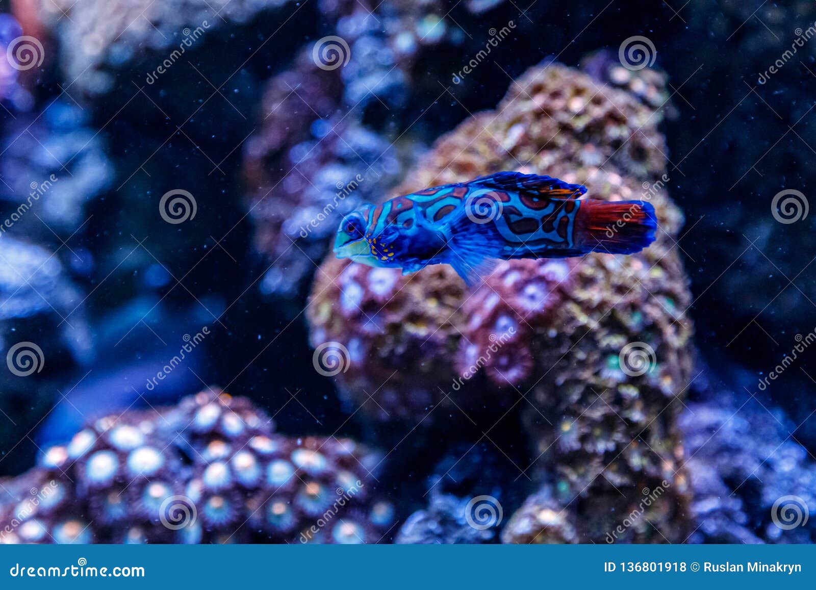Mandarin Fish Synchiropus Splendidus Stock Photo - Image of dive ...