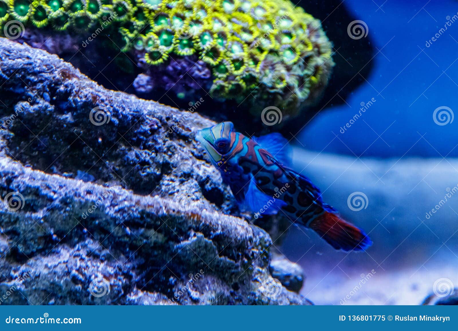 Mandarin Fish Synchiropus Splendidus Stock Image - Image of dive ...