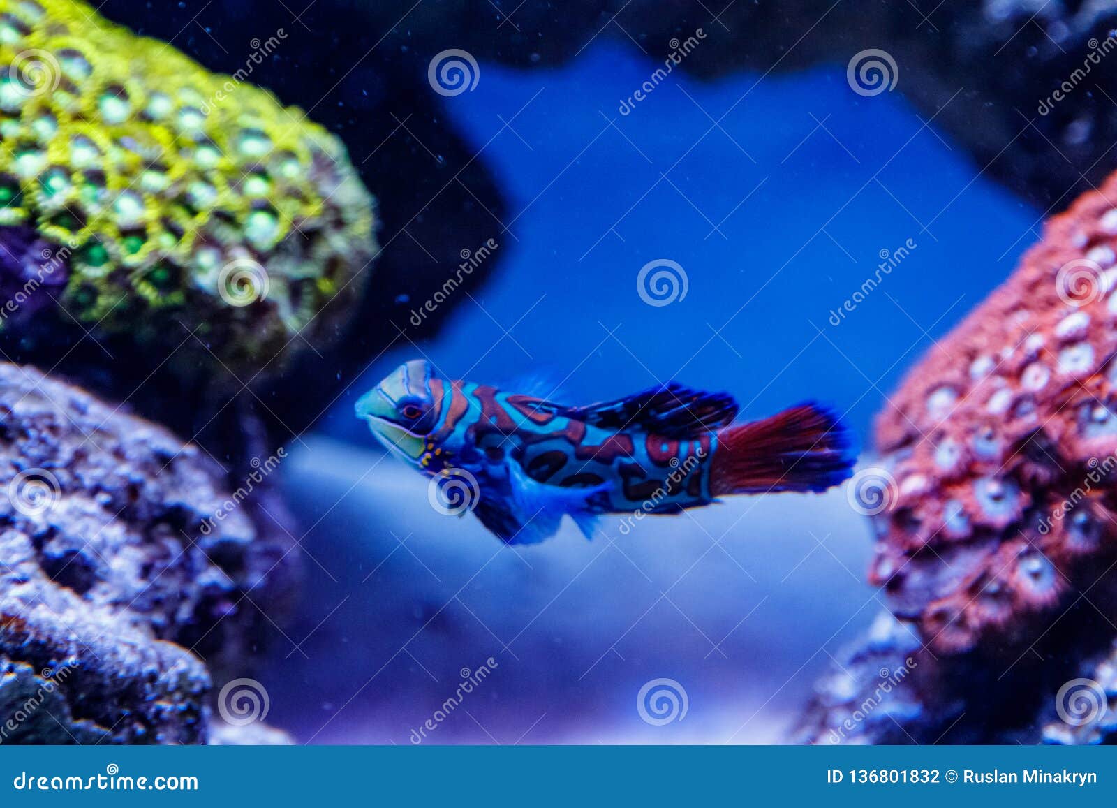 Mandarin Fish Synchiropus Splendidus Stock Photo - Image of celebes ...