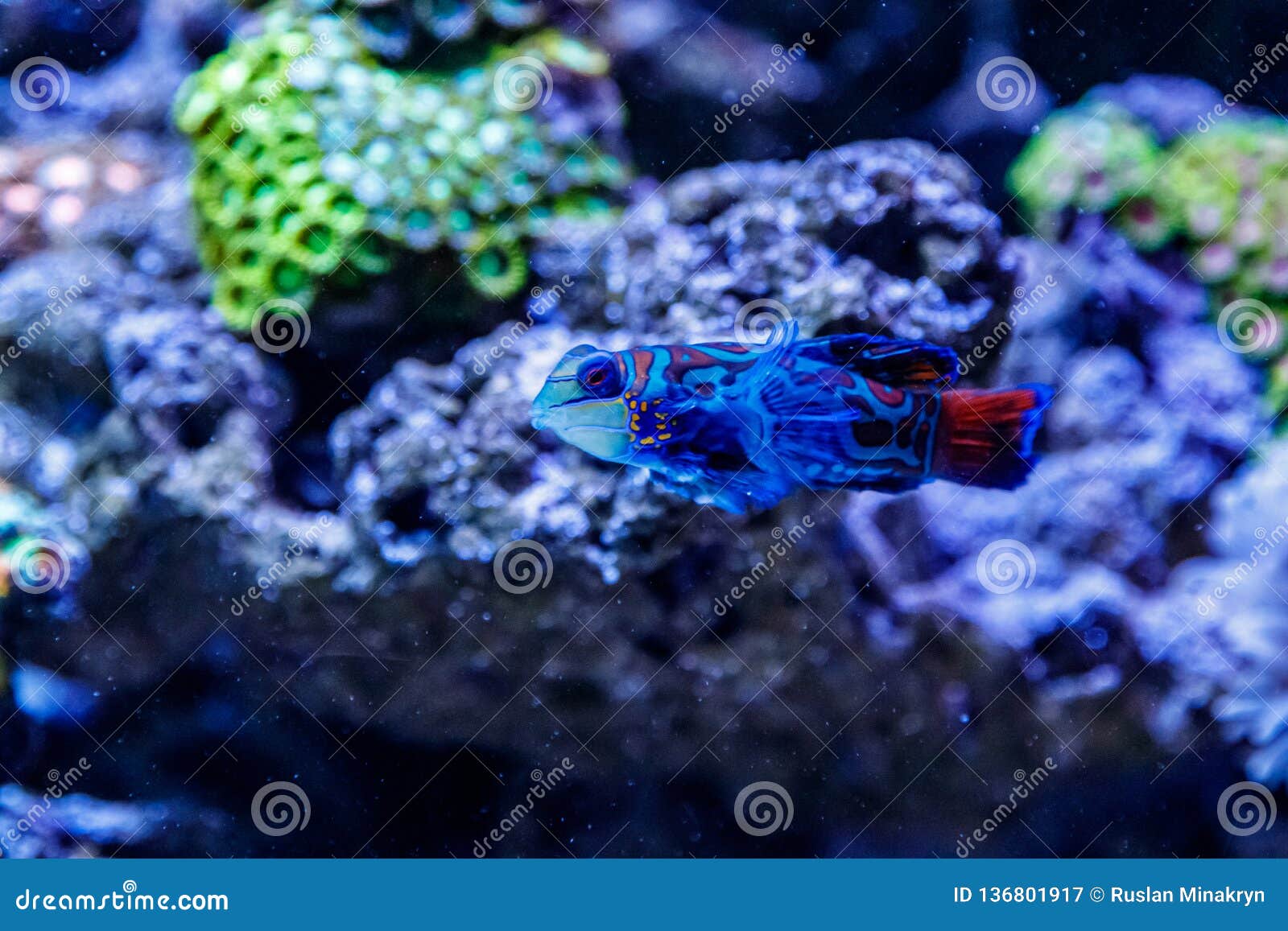 Mandarin Fish Synchiropus Splendidus Stock Image - Image of closeup ...
