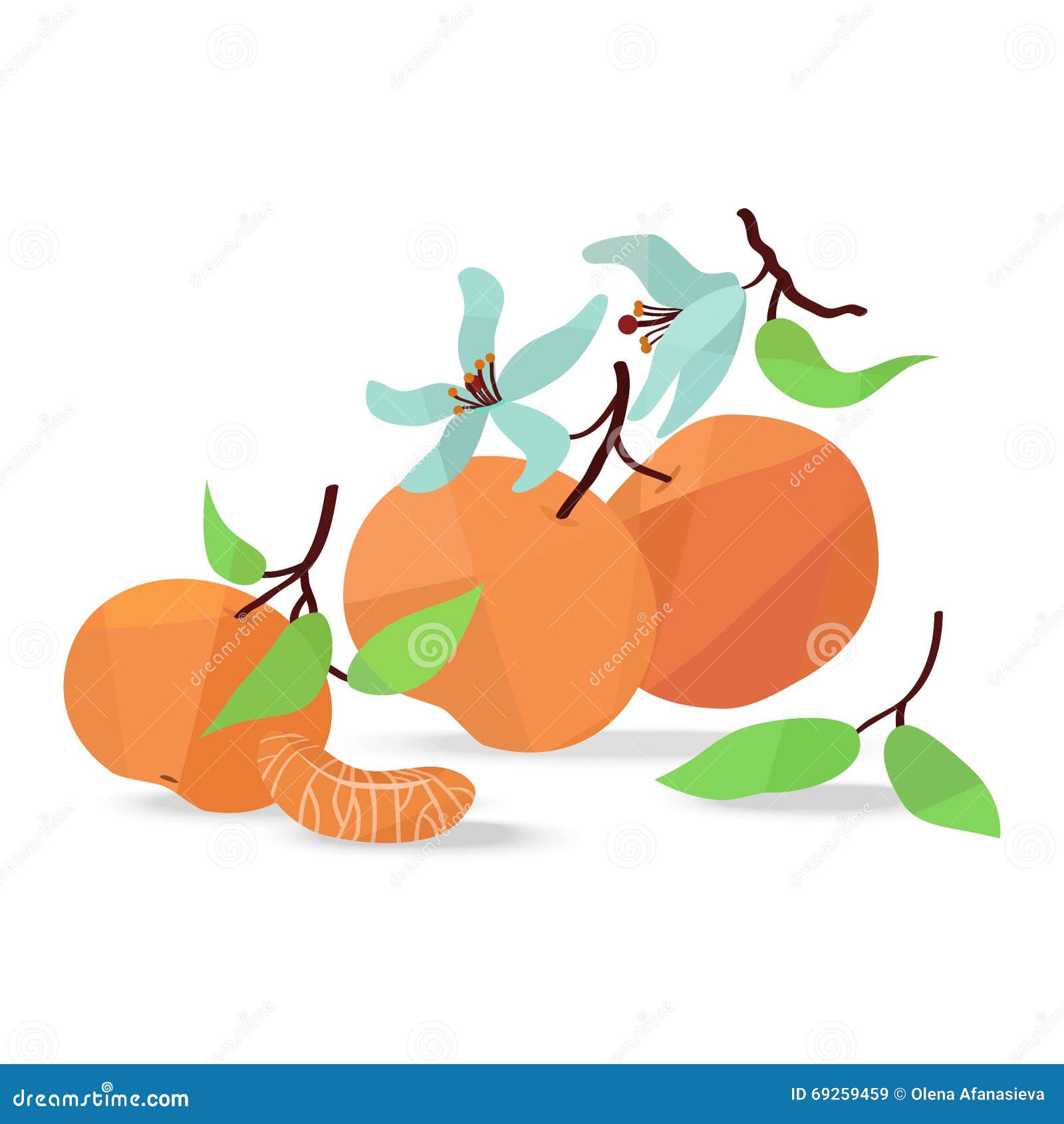 Mandarin and Flower on White Field Stock Vector - Illustration of curl ...