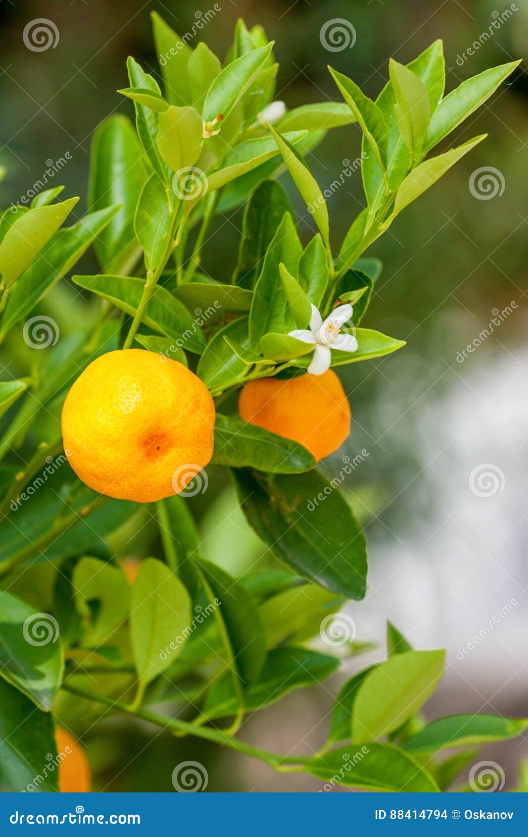 Mandarin fruits on a tree stock photo. Image of fruitseasonal - 88414794