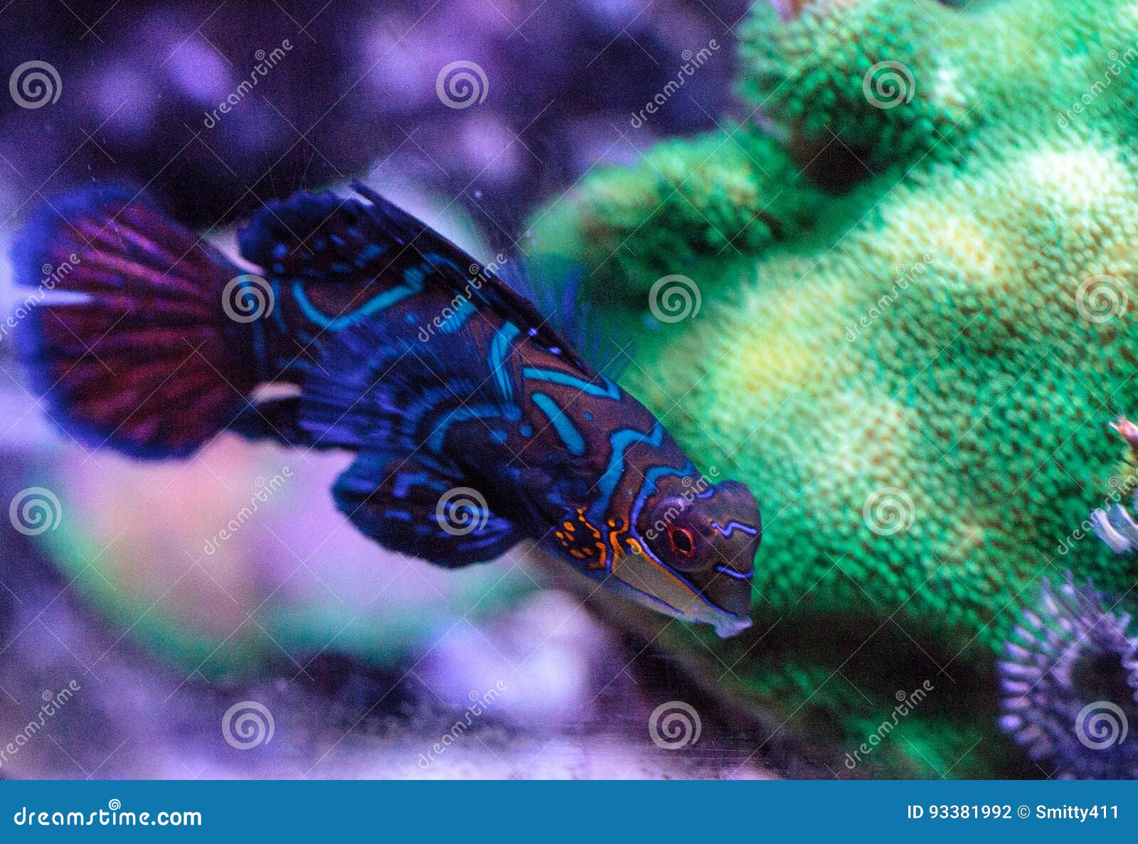 Mandarin Goby is Also Called the Mandarin Dragnet Synchiropus Sp Stock ...