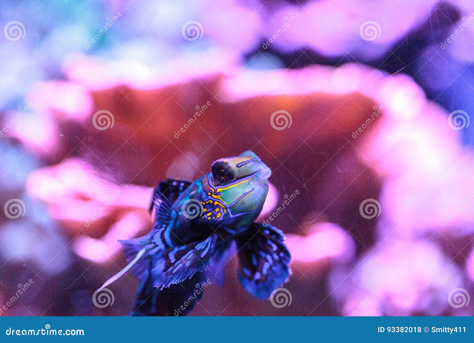 Mandarin Goby is Also Called the Mandarin Dragnet Synchiropus Sp Stock ...