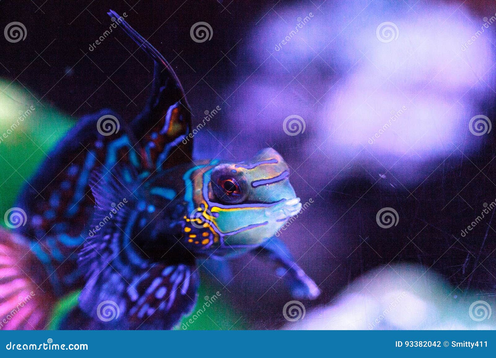 Mandarin Goby is Also Called the Mandarin Dragnet Synchiropus Sp Stock ...