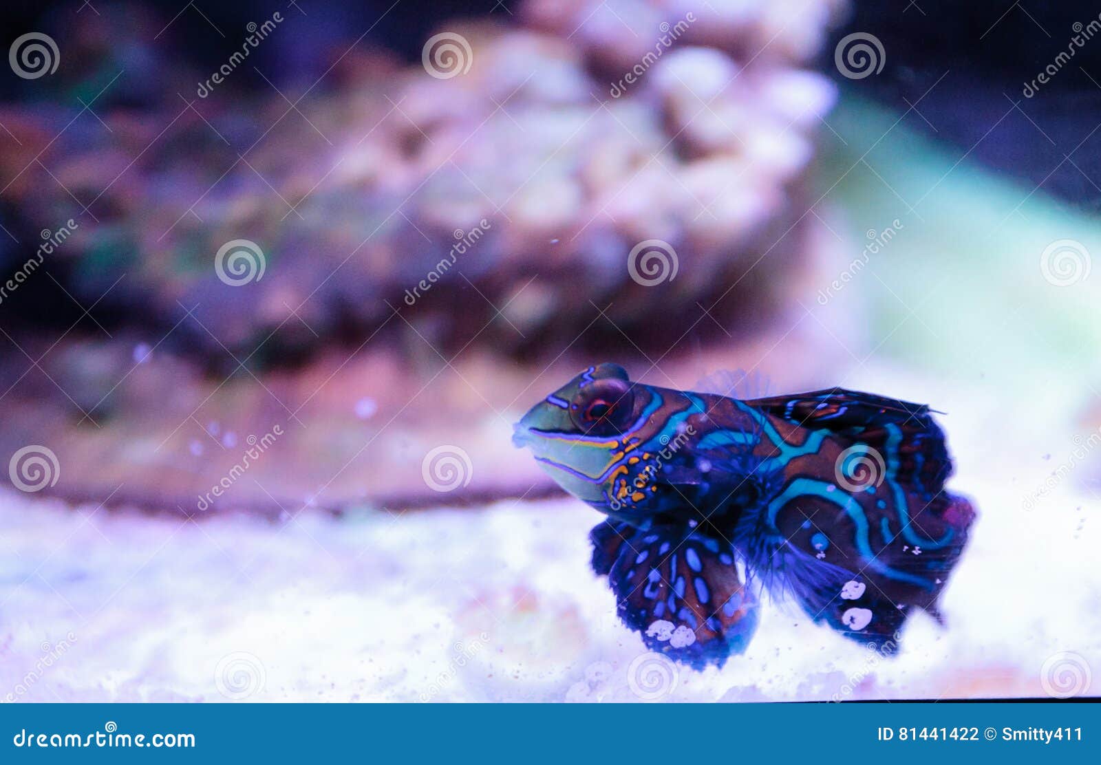 Mandarin Goby is Also Called the Mandarin Dragnet Stock Photo - Image ...
