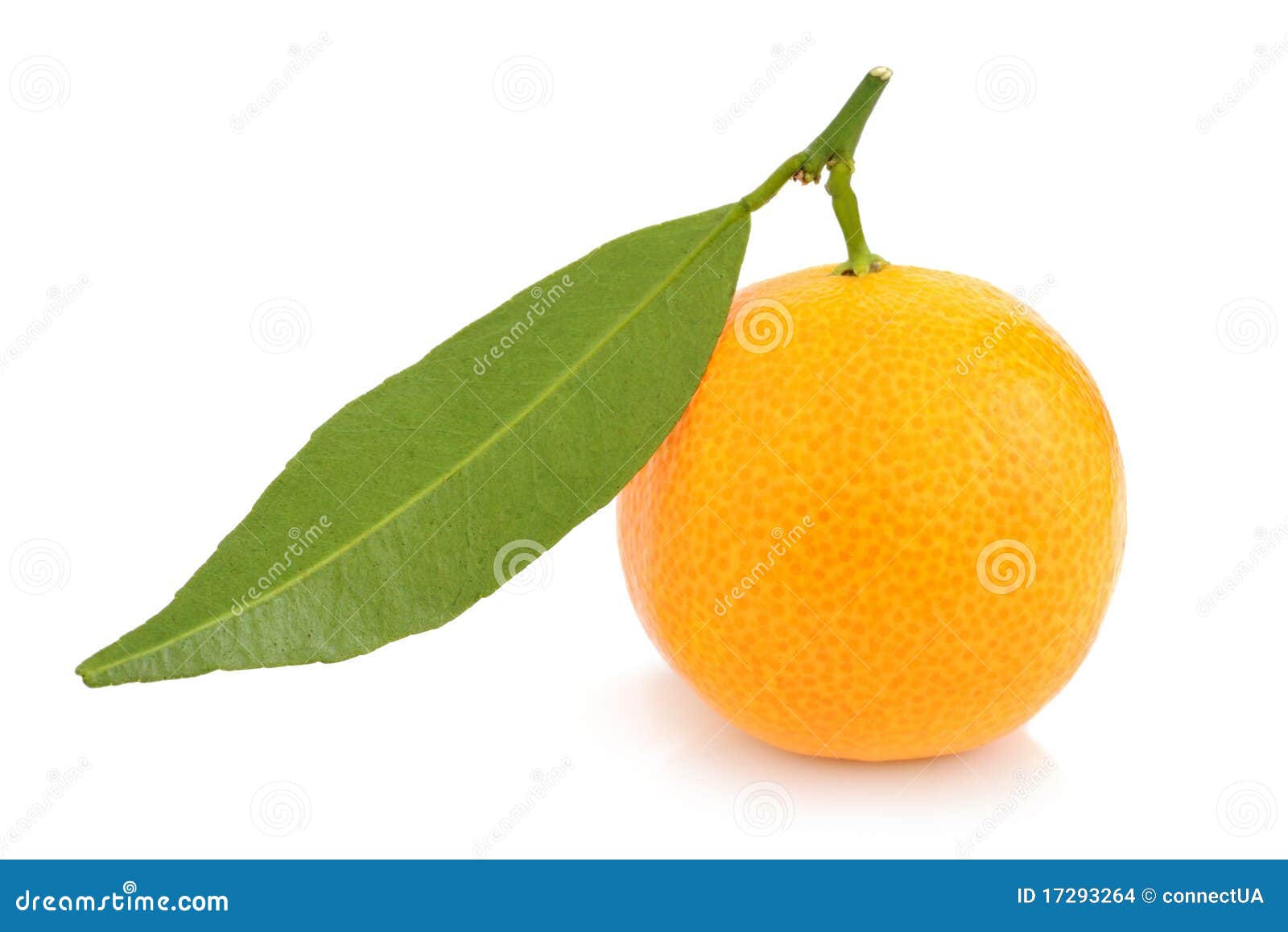 Mandarin with a green leaf stock photo. Image of ripe - 17293264