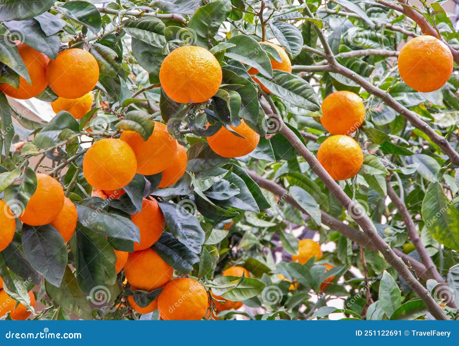 Mandarin Green Tree with Fruits Harvest Stock Image - Image of ...
