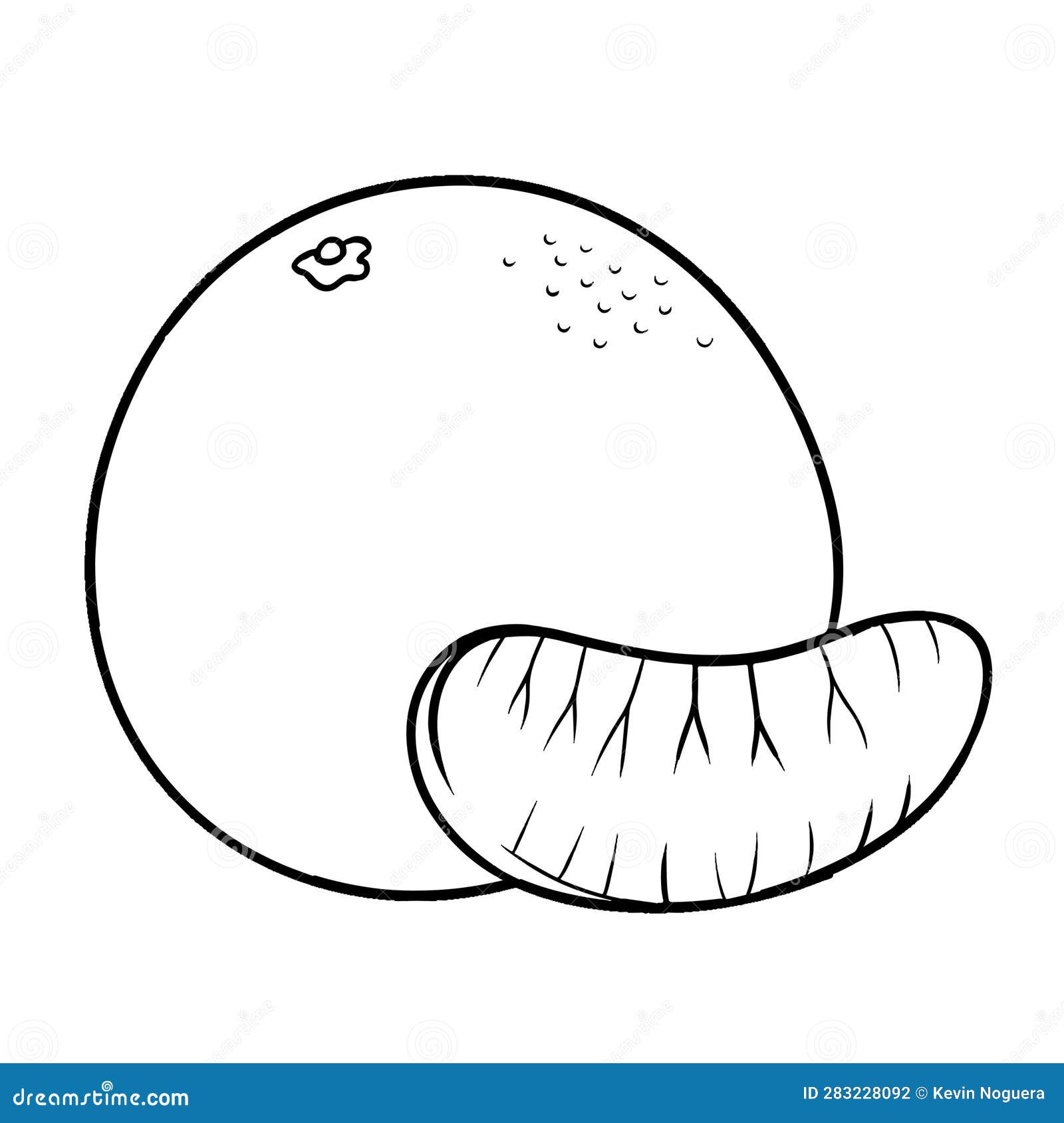 Mandarin Hand Drawn Coloring Book Illustration Stock Vector ...