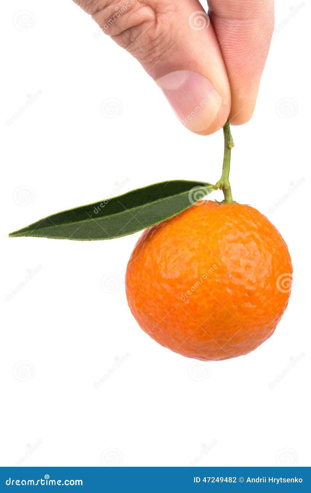 Mandarin in hand stock photo. Image of drinks, fruits - 47249482