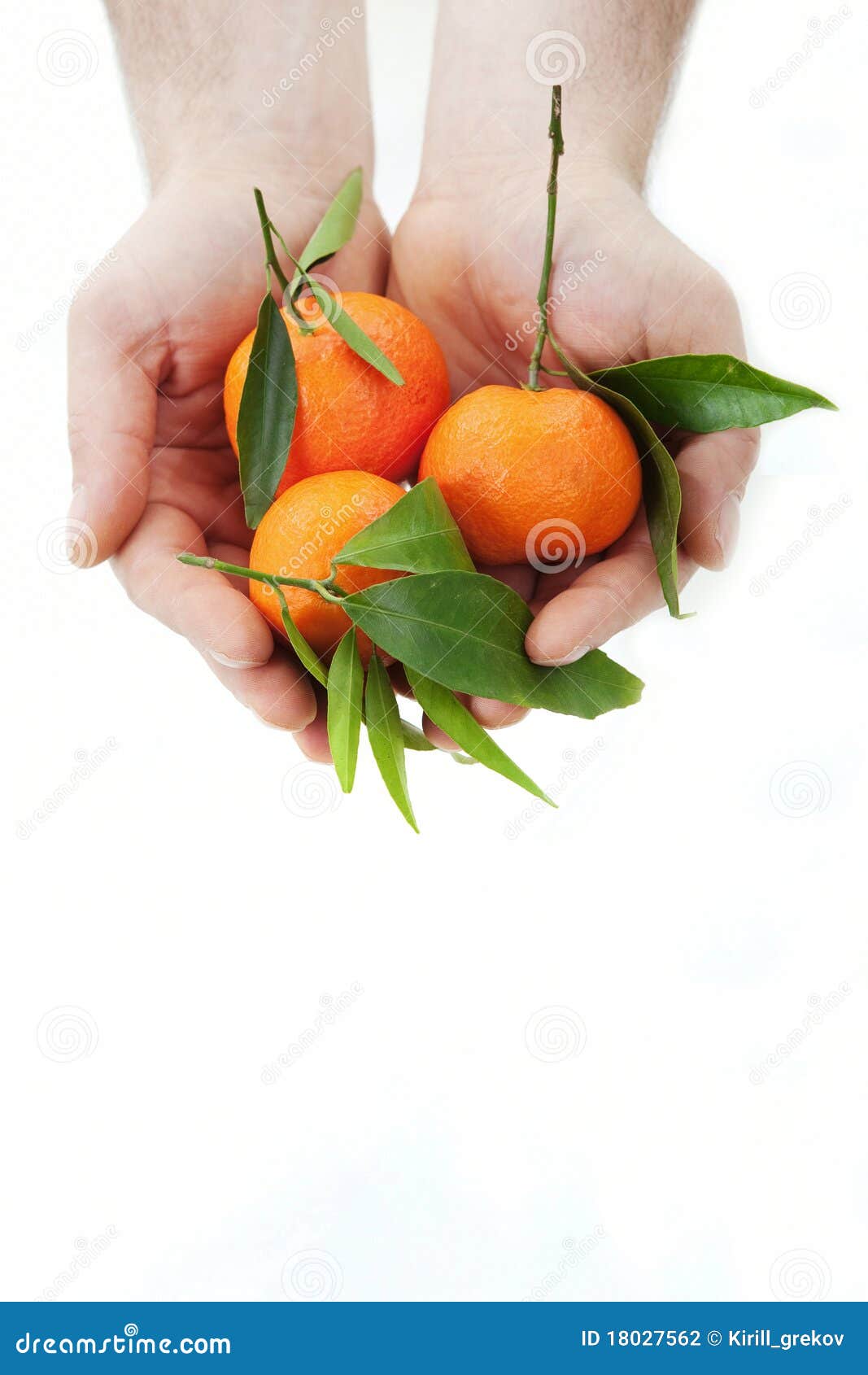 Mandarin in hands stock photo. Image of life, group, natural - 18027562