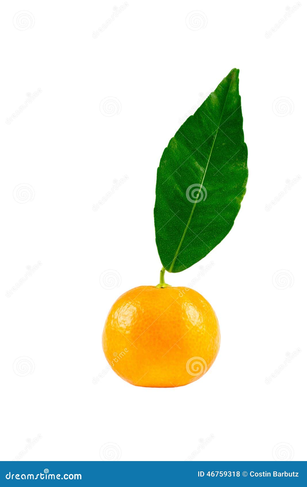 Mandarin with leaf stock photo. Image of mandarina, mandarino - 46759318