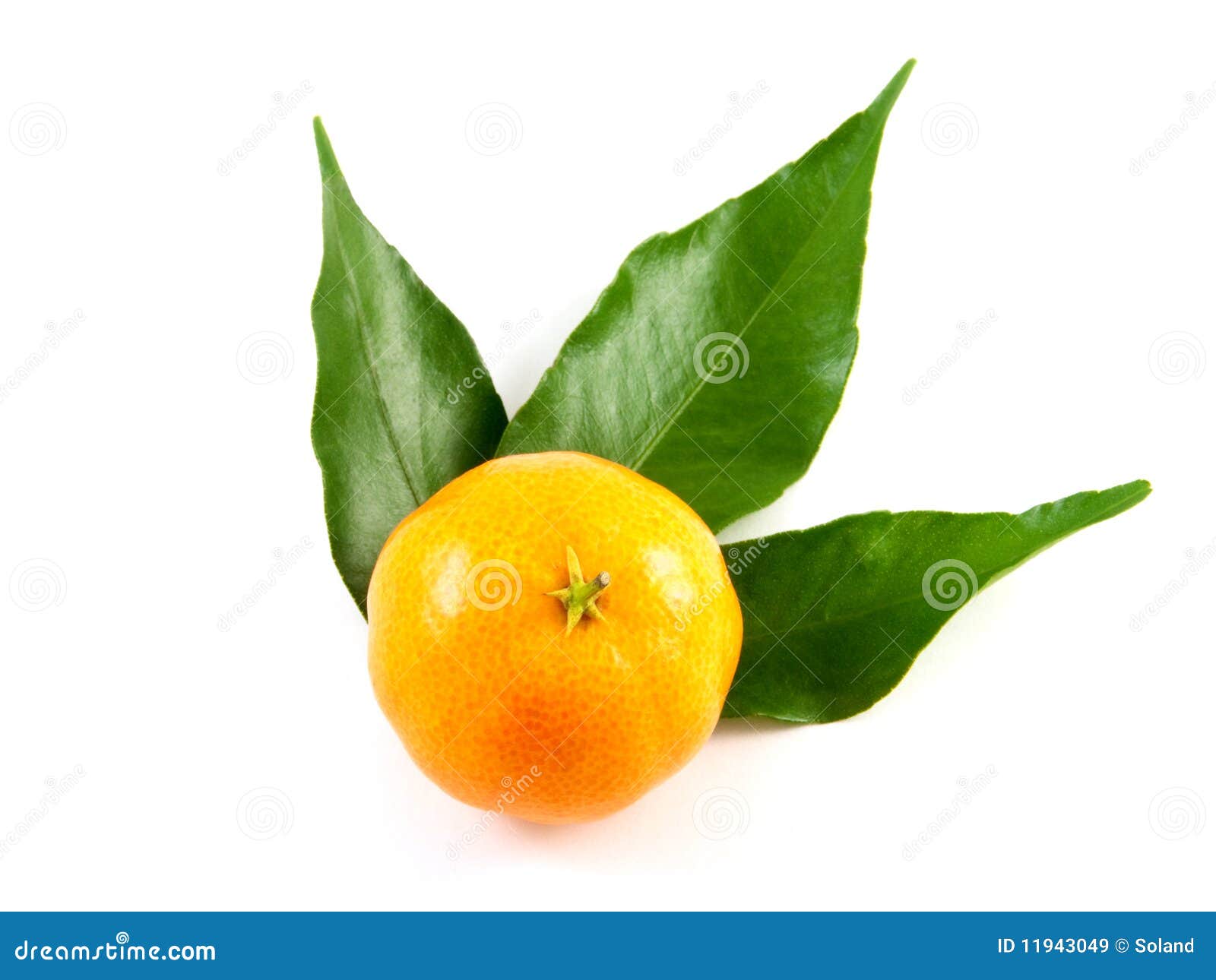 Mandarin with Leafs Isolated on White Background Stock Image - Image of ...