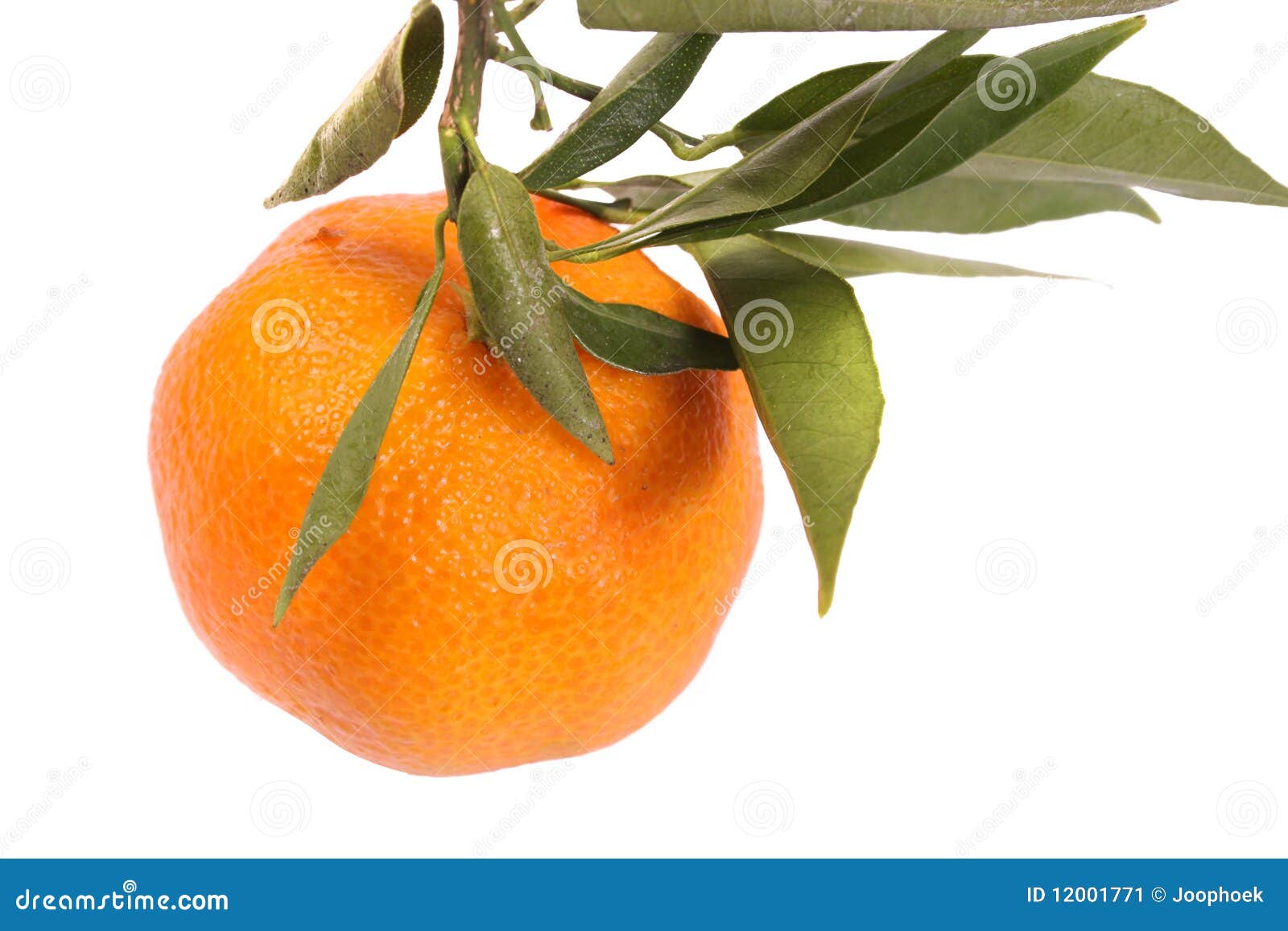 Mandarin with leaves stock image. Image of natural, fruit - 12001771