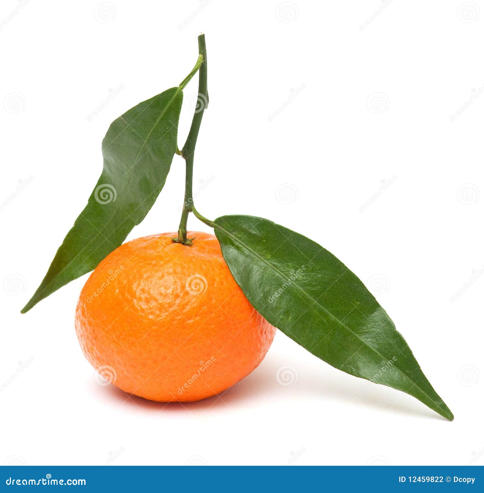 Mandarin with leaves stock photo. Image of food, lifestyle - 12459822