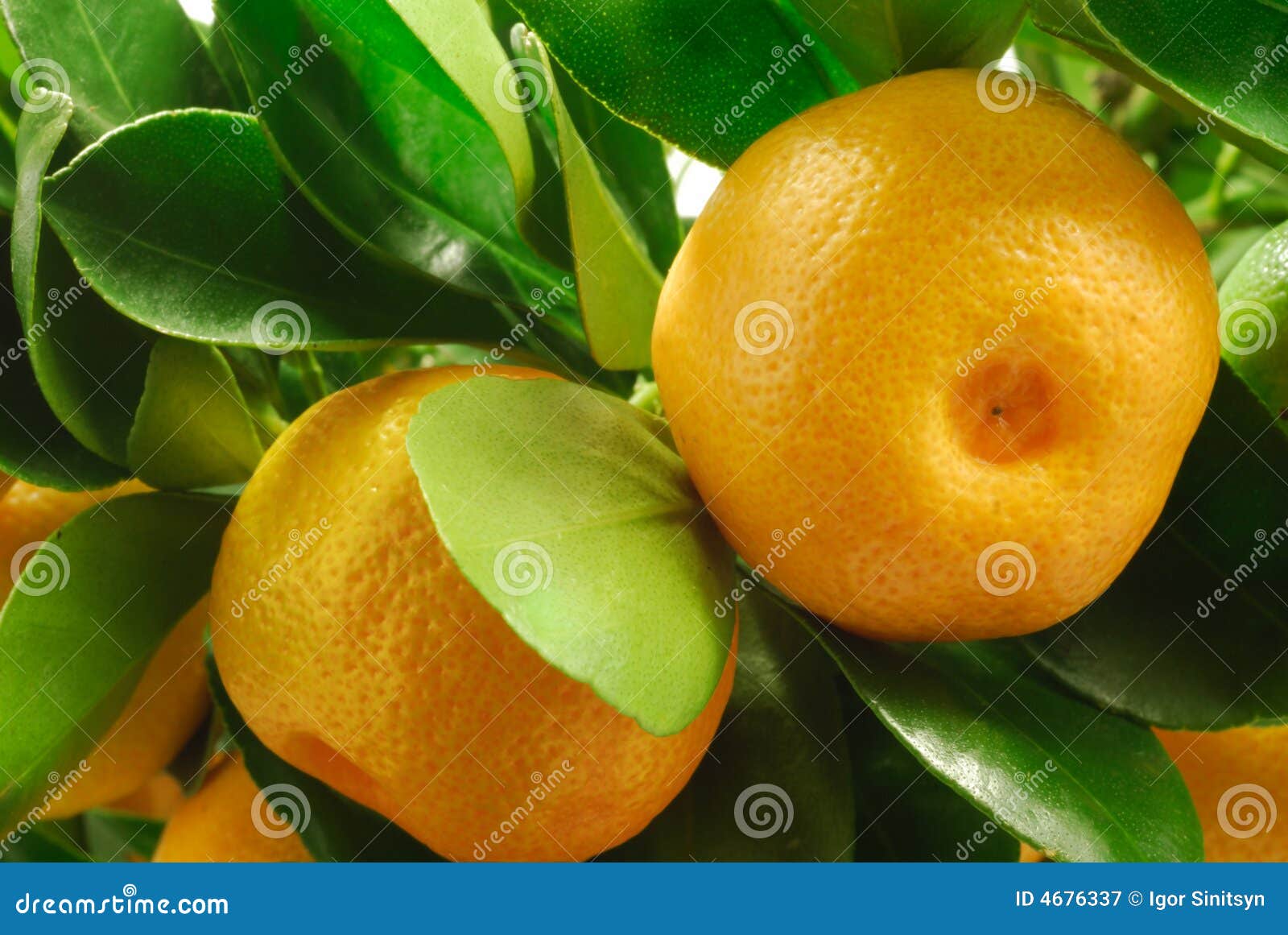 Mandarin with leaves stock image. Image of macro, organic - 4676337