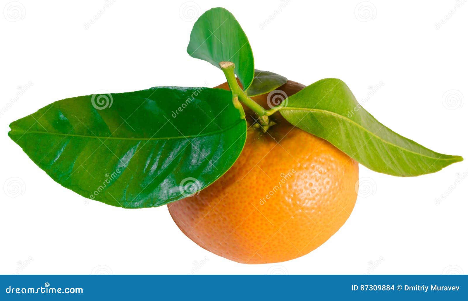 Mandarin with leaves stock photo. Image of organic, tangerine - 87309884