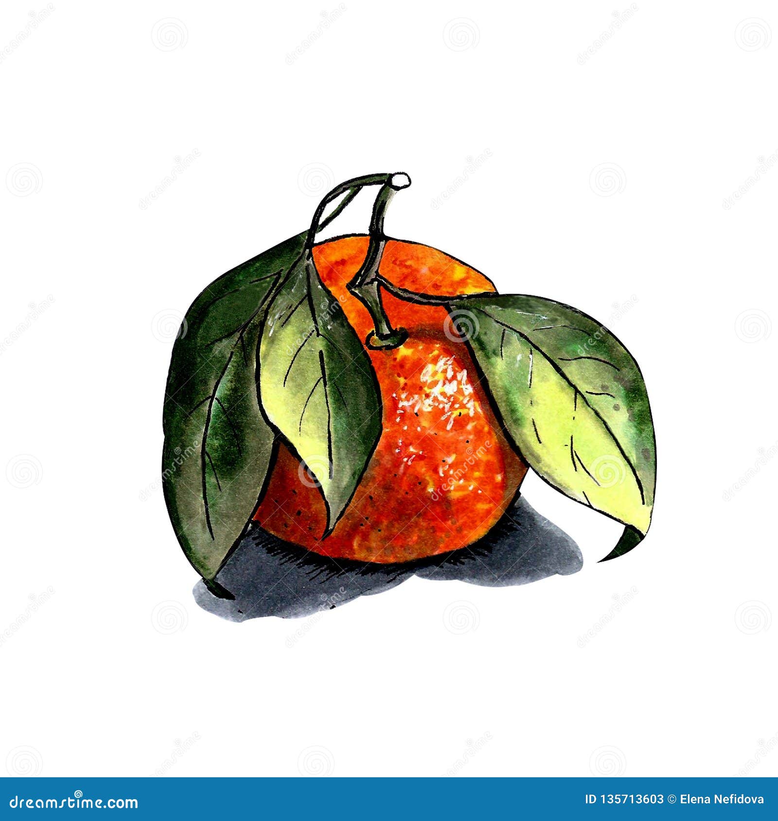 Mandarin with Leaves on a White Background. Drawing Markers Stock ...