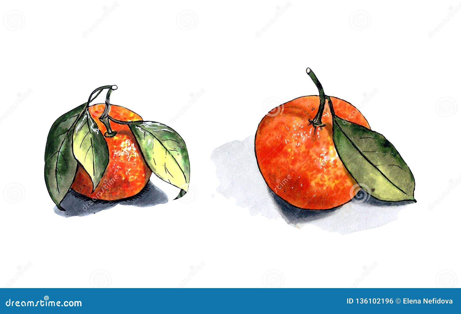 Mandarin with Leaves on a White Background. Drawing Markers Stock ...