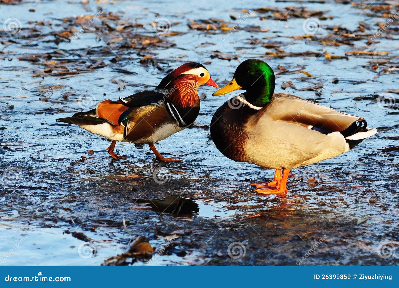 Mandarin and Mallards stock image. Image of animal, anatidae - 26399859