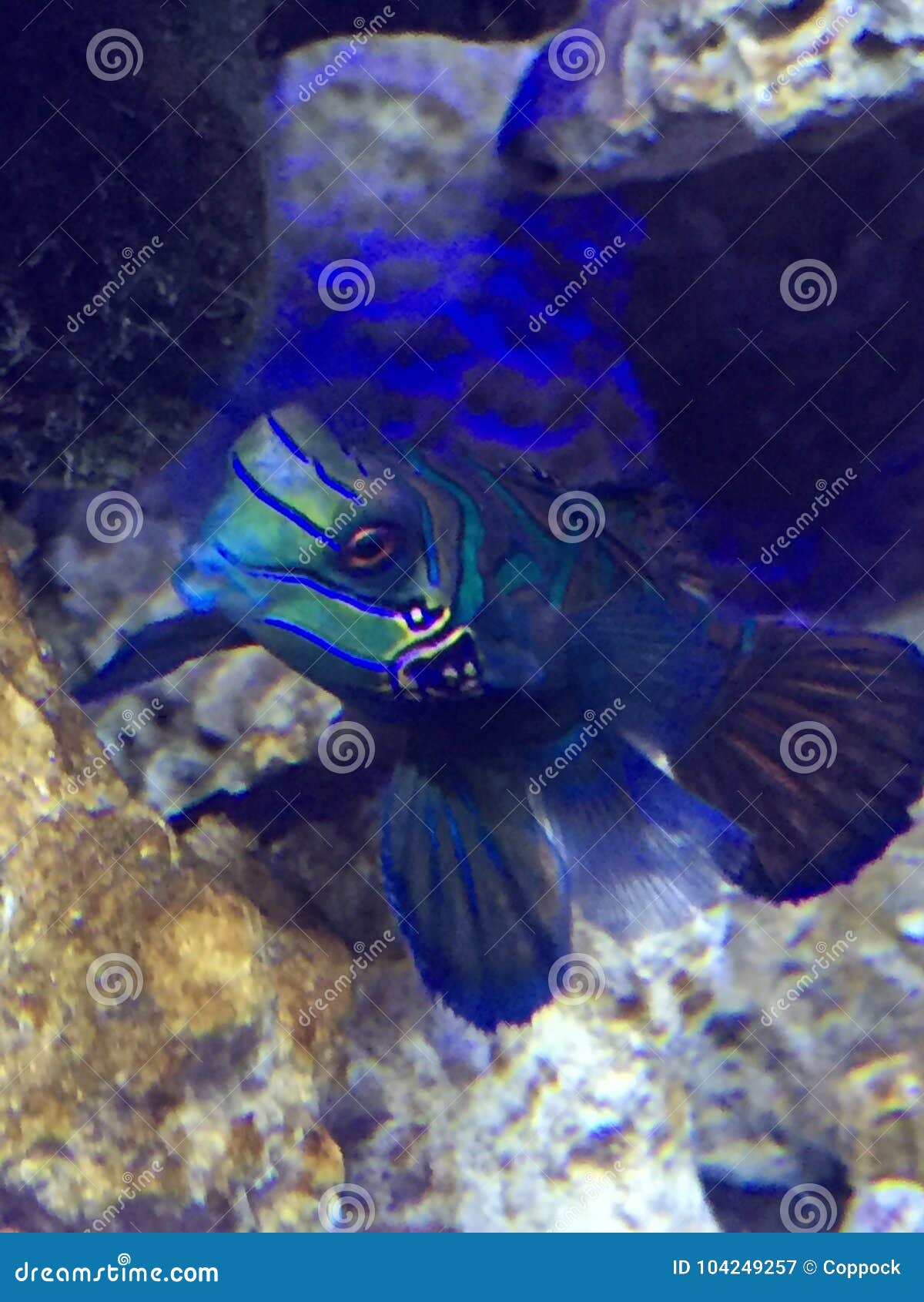 Mandarin marine fish stock image. Image of goby, organism - 104249257