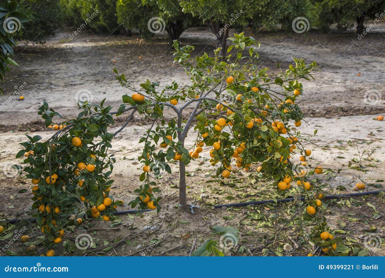 Mandarin in nature stock image. Image of juicy, leaf - 49399221