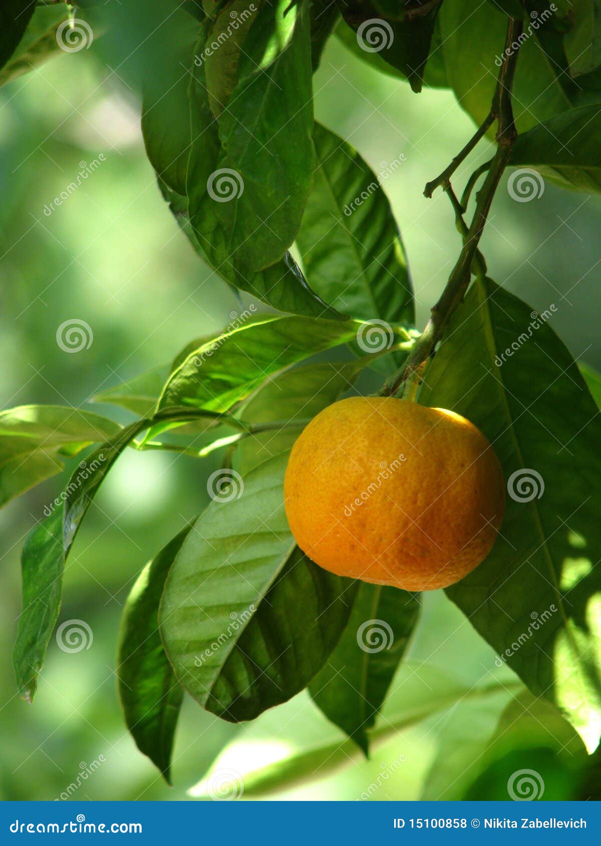 Mandarin op de boom stock foto. Image of boom, zonlicht - 15100858