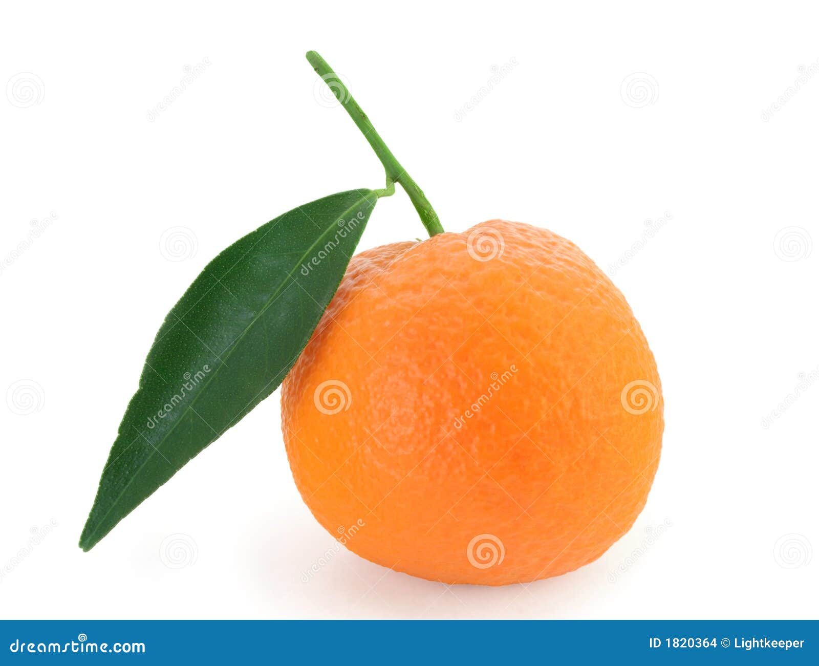 Mandarin Orange - Citrus Reticulata Stock Photo - Image of exquisite ...