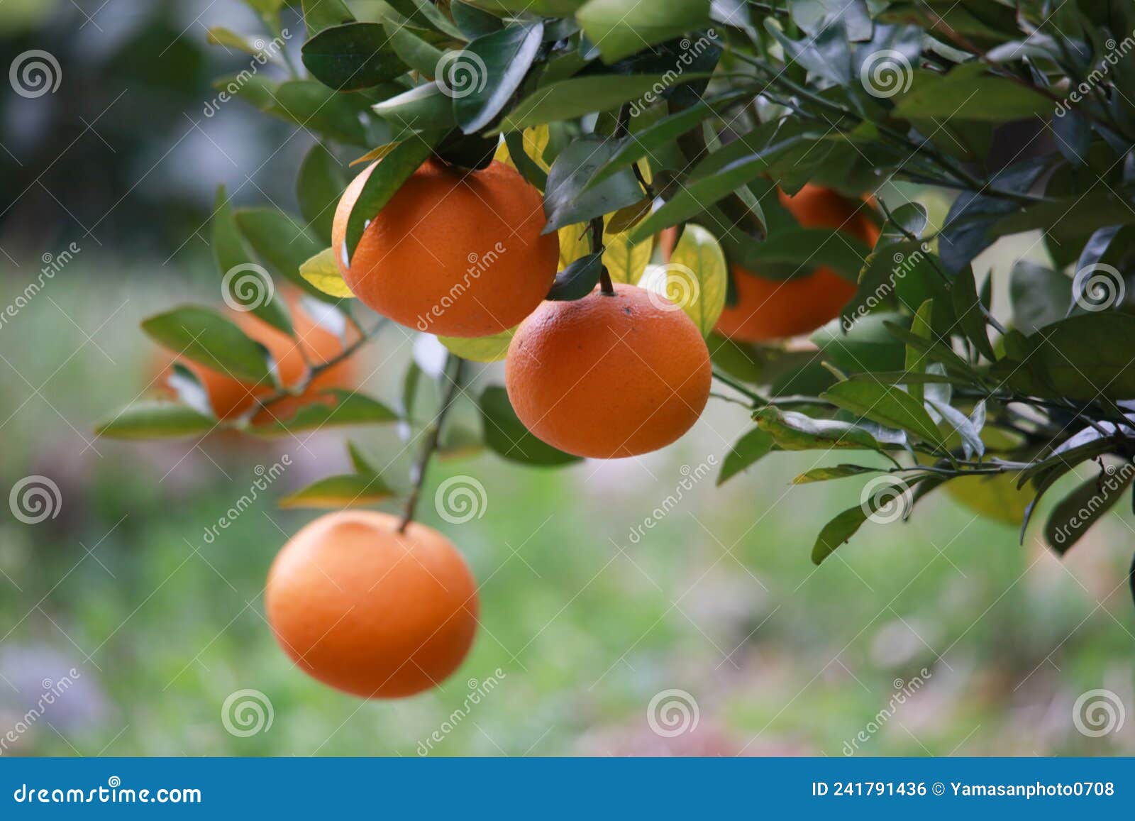 Mandarin orange field stock photo. Image of drops, eating - 241791436