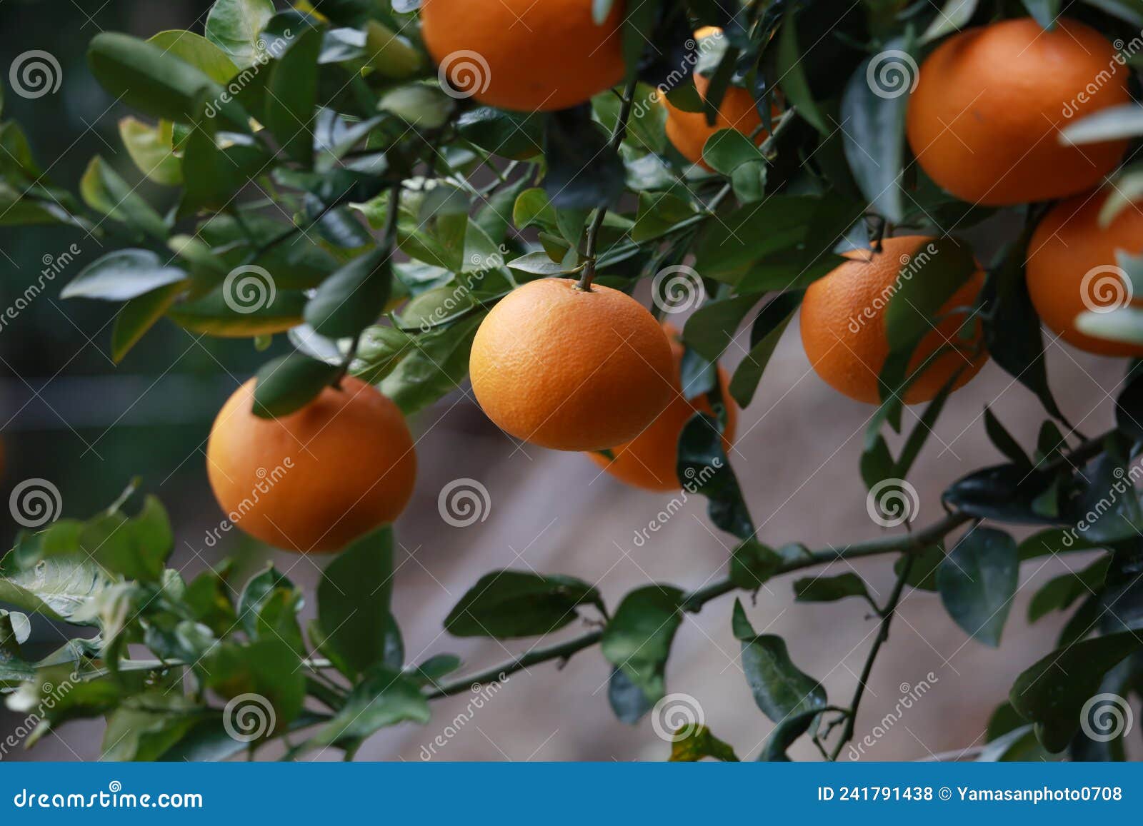 Mandarin orange field stock photo. Image of close, outdoor - 241791438