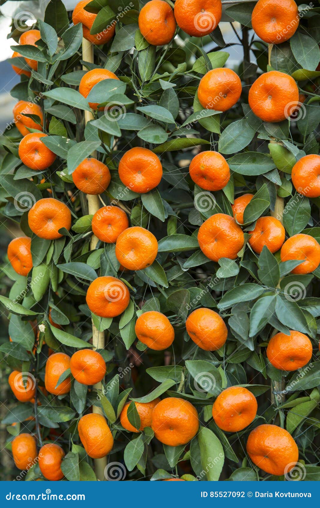 Mandarin orange stock photo. Image of food, dessert, closeup - 85527092