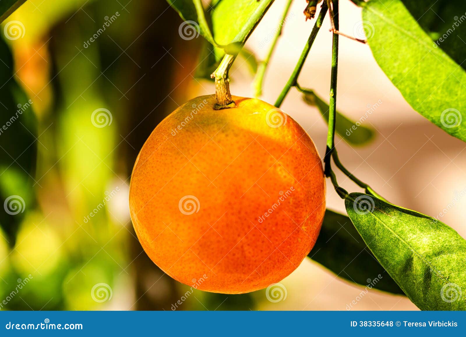 Mandarin Orange Hanging on Tree Stock Photo - Image of oranges, natural ...