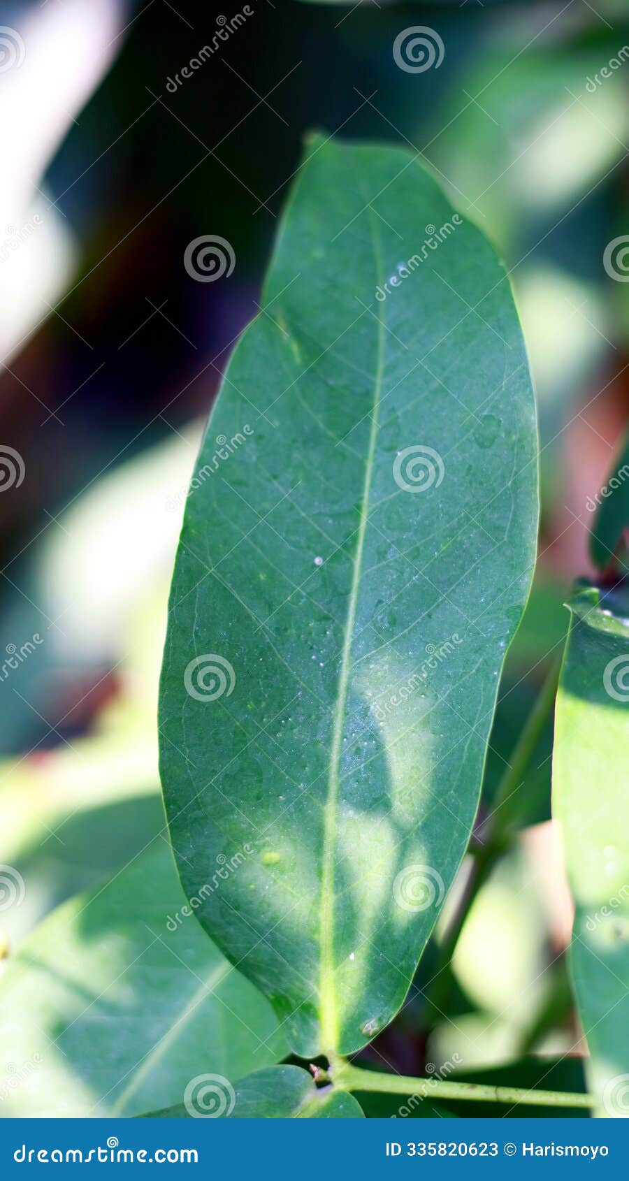 Mandarin orange leaf stock image. Image of tree, leaves - 335820623