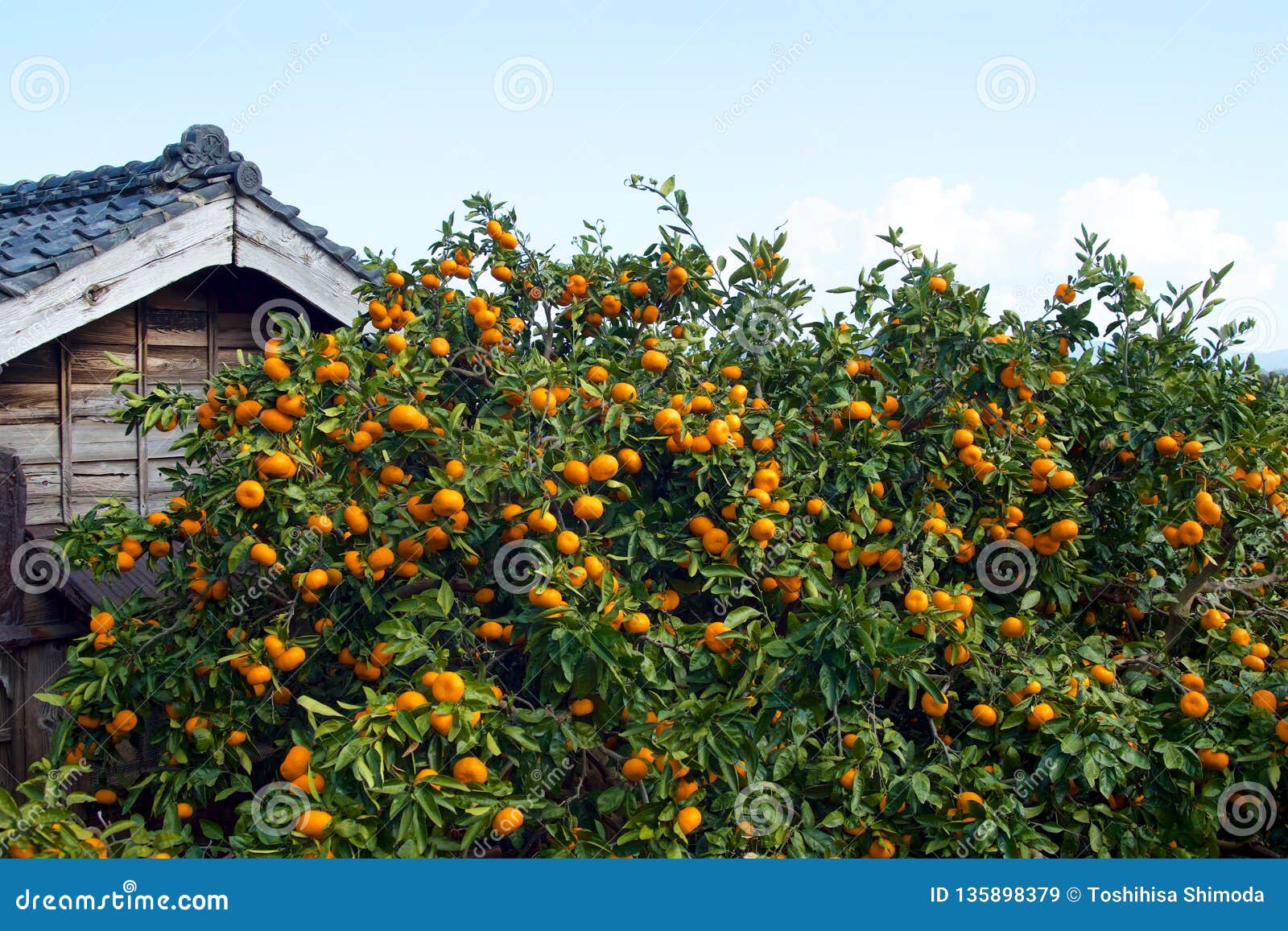 Mandarin Orange Orchard in Japan. Stock Image - Image of mild, fresh ...
