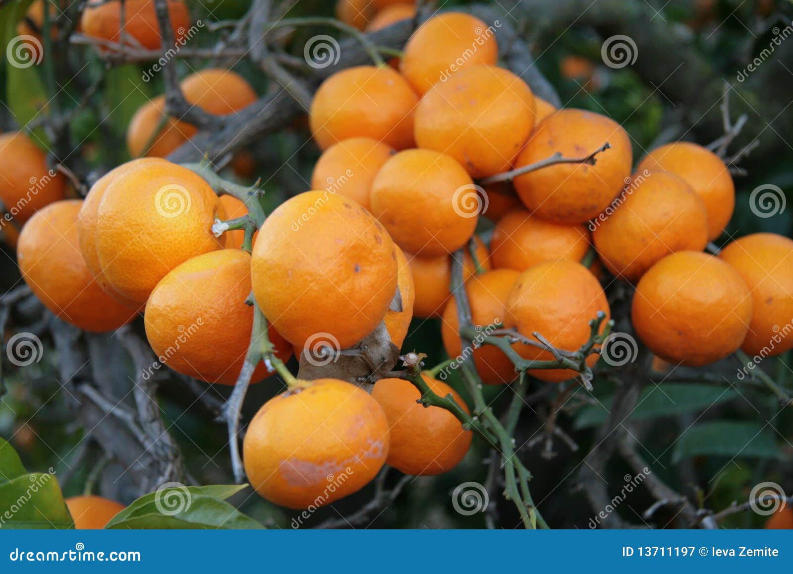 Mandarin orange tree stock image. Image of green, healthcare - 13711197