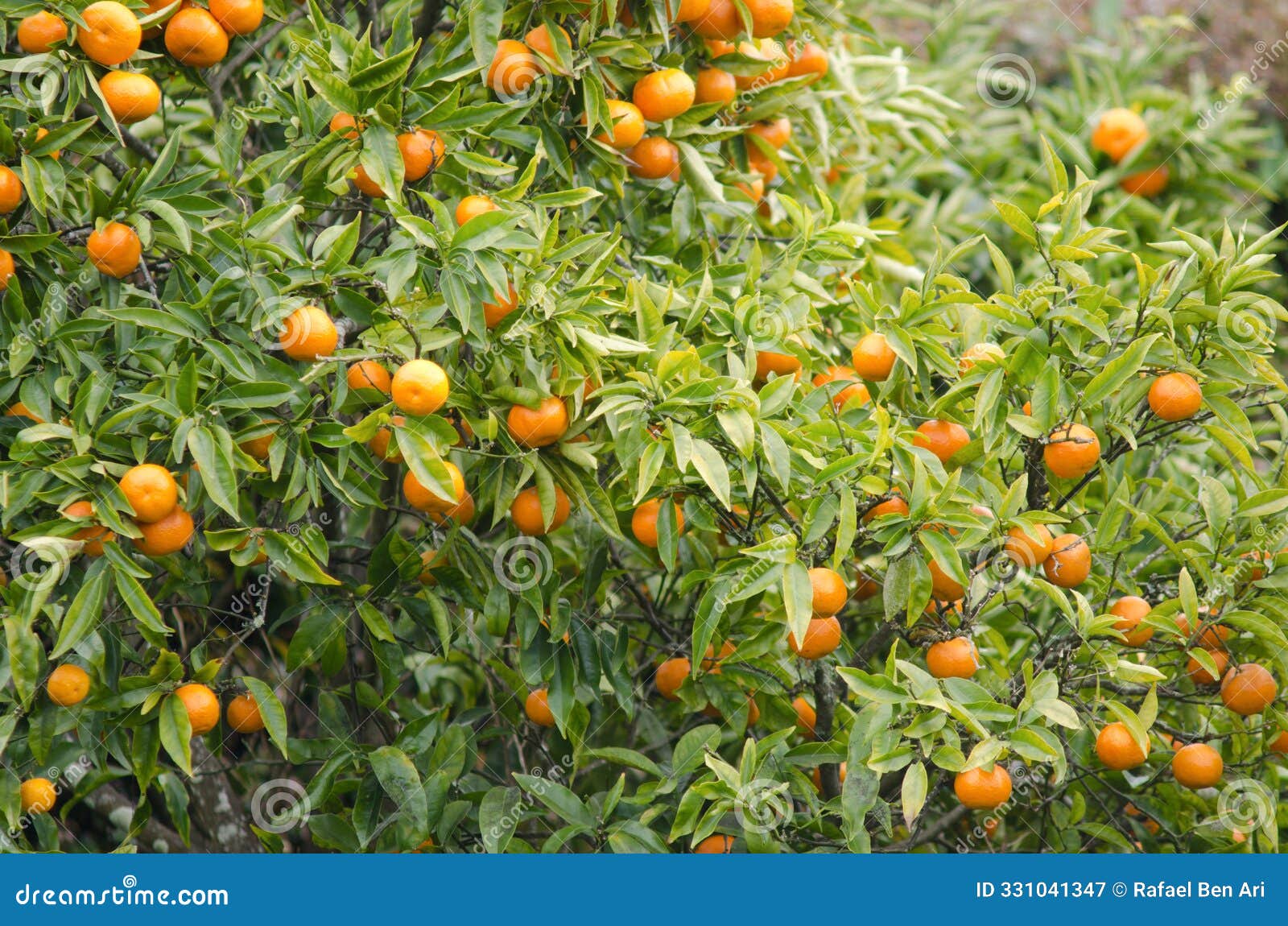Mandarin Fruits Tree Stock Photo | CartoonDealer.com #38097972